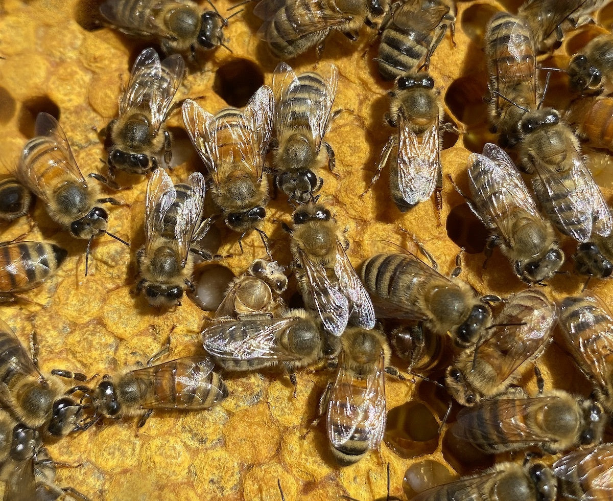 A Beekeeper's Year in WNC - Early Spring - Honey and the Hive – Honey ...