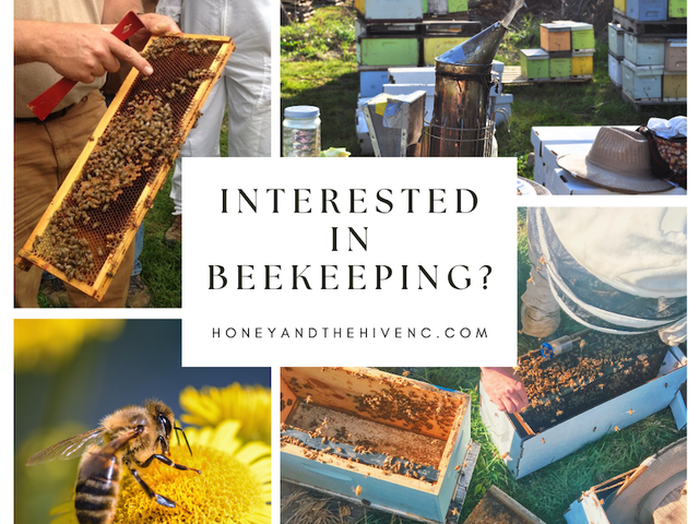 Become a Beekeeper in 2024! - Honey and the Hive – Honey & the Hive