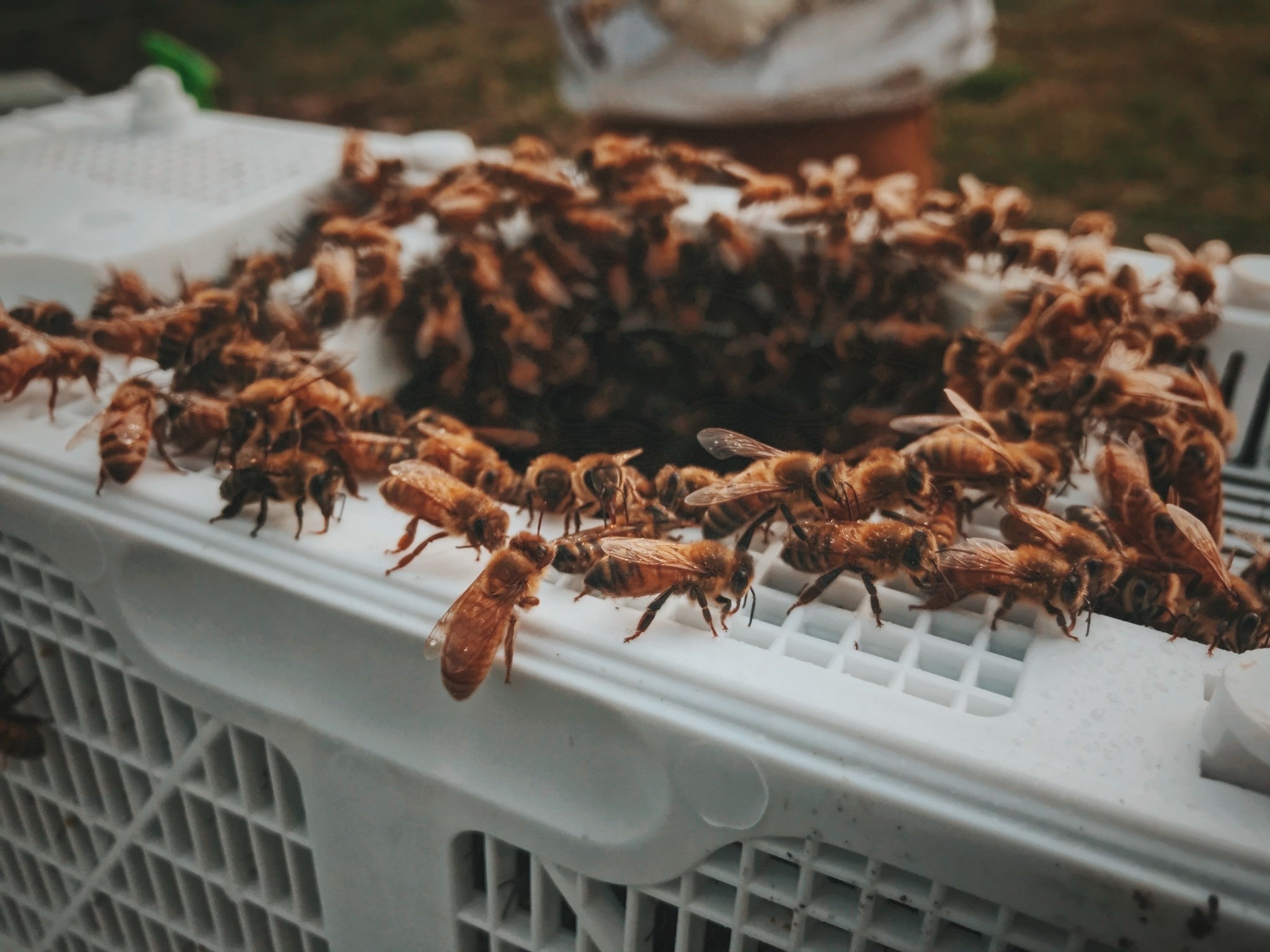How Do I Install a Package of Bees? - Honey and the Hive – Honey & the Hive