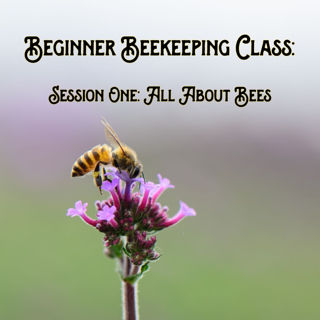 Classes and Workshops – Honey & the Hive